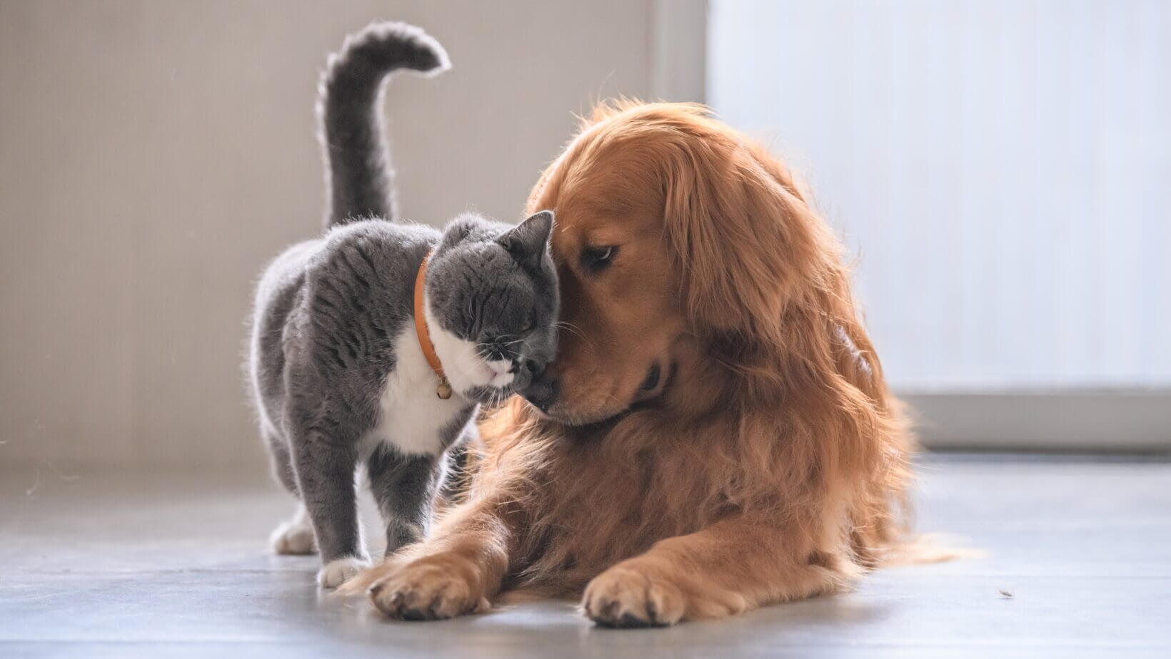 How SPCA Tampa Bay Unified Donor Data With Virtuous